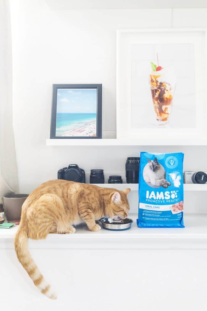 A Day in the Life of Beethoven - A Taste of Koko