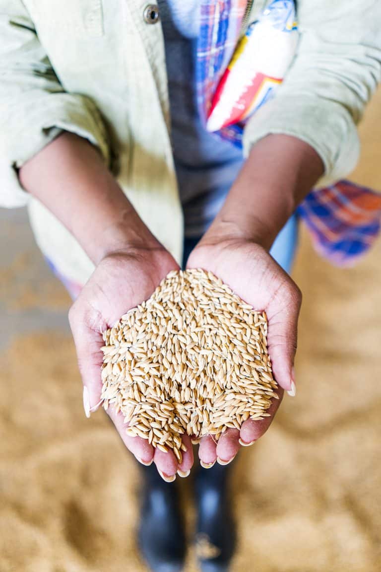 Rice Farming In The U.S. - 6 Things You Didn't Know | A Taste of Koko